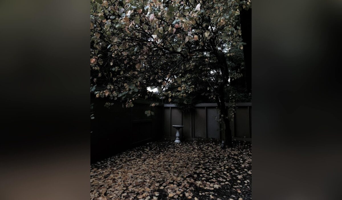 The Apricot Tree and the Peach Seed - Her View From Home